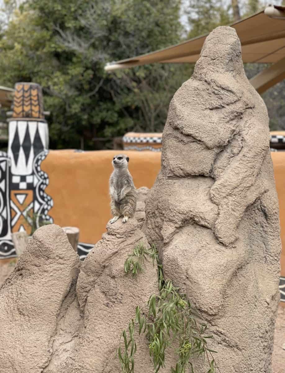 Everything You Need to Know Before You Visit Reid Park Zoo