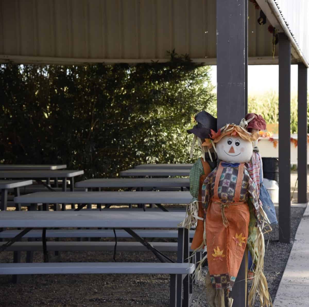 Marana Pumpkin Patch & Farm Festival - Attraction Guide | TucsonTopia