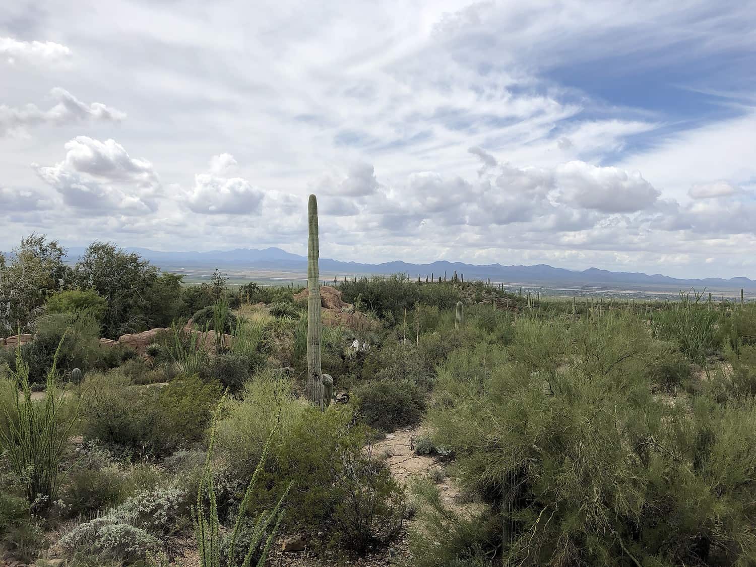 Arizona-Sonora Desert Museum Guide - Tickets, Parking, Exhibits ...