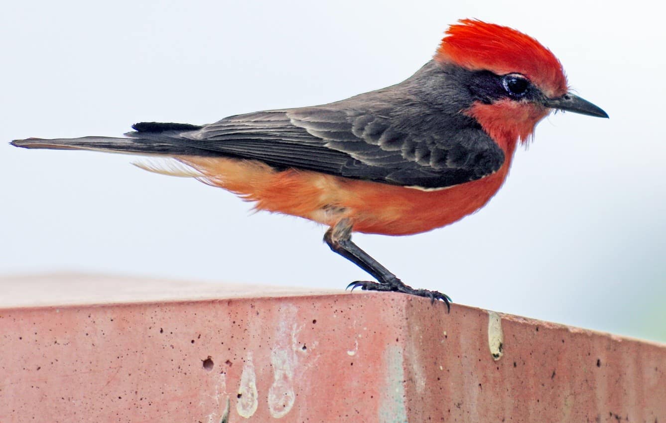 Guide to Catalina Park - Parking, Hours, Parties | TucsonTopia