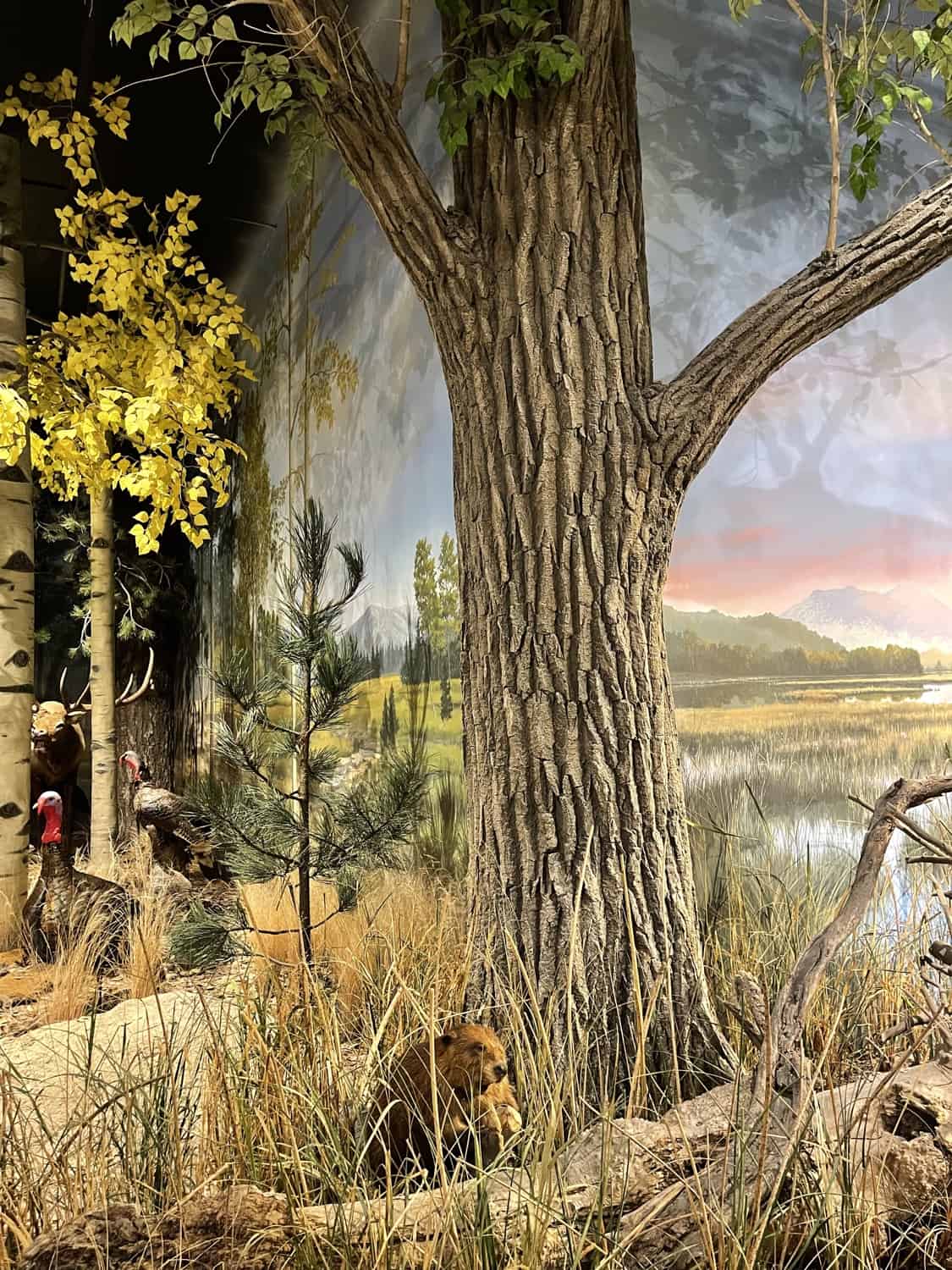 International Wildlife Museum - Attraction Guide | TucsonTopia
