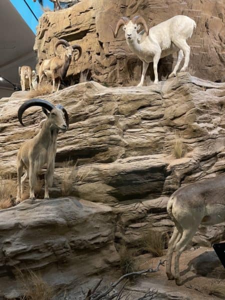 International Wildlife Museum - Attraction Guide | TucsonTopia
