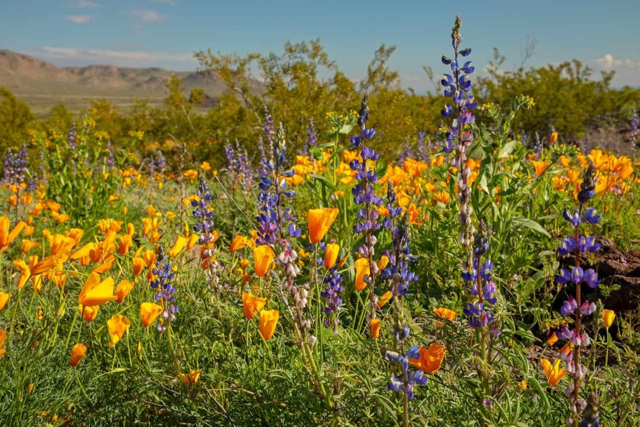 Picacho Peak State Park: A Guide | TucsonTopia