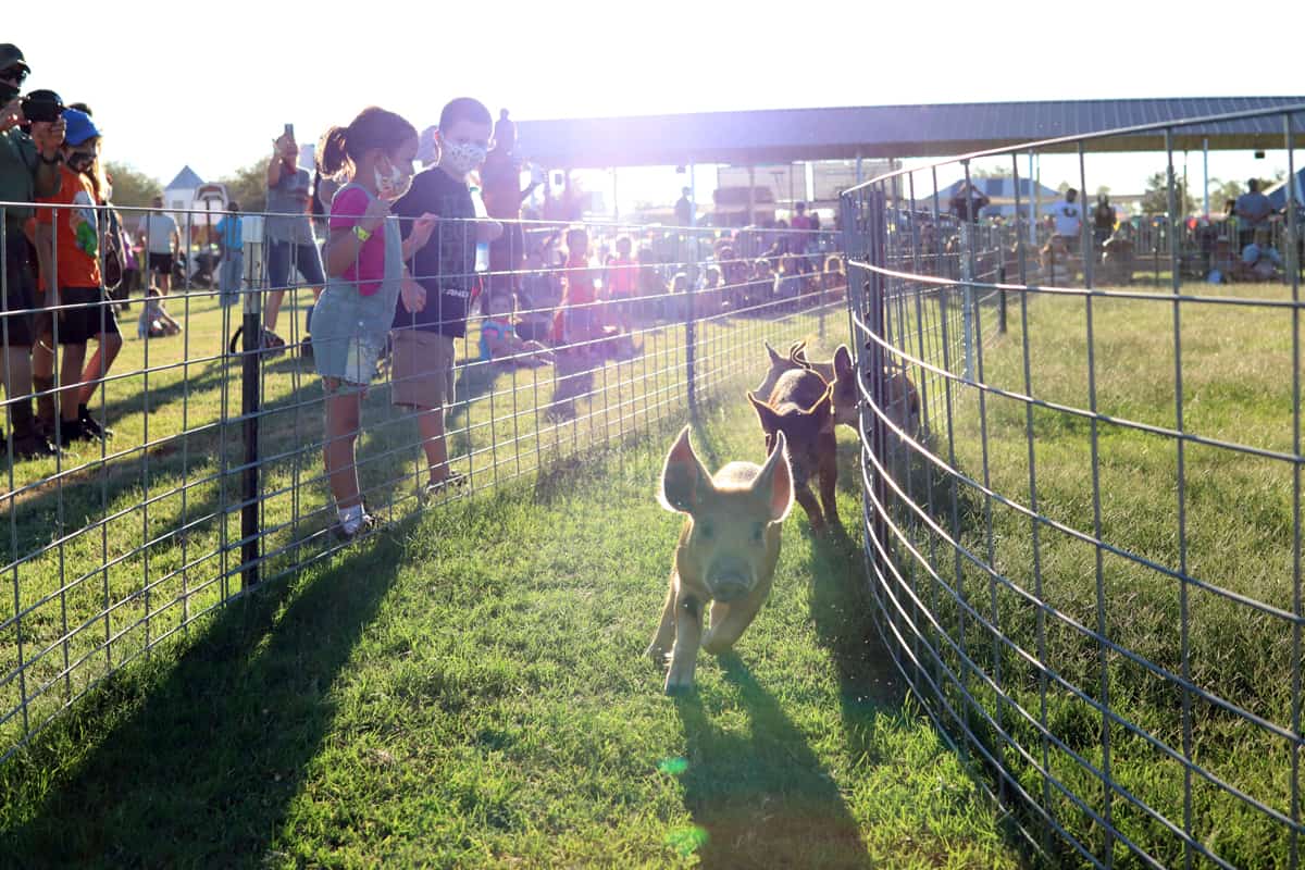 Marana Pumpkin Patch & Farm Festival - Attraction Guide | TucsonTopia