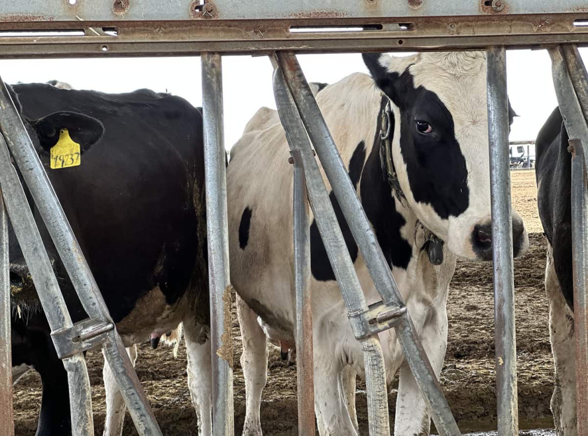 Shamrock Farms | Farm Tours & Field Trips | TucsonTopia